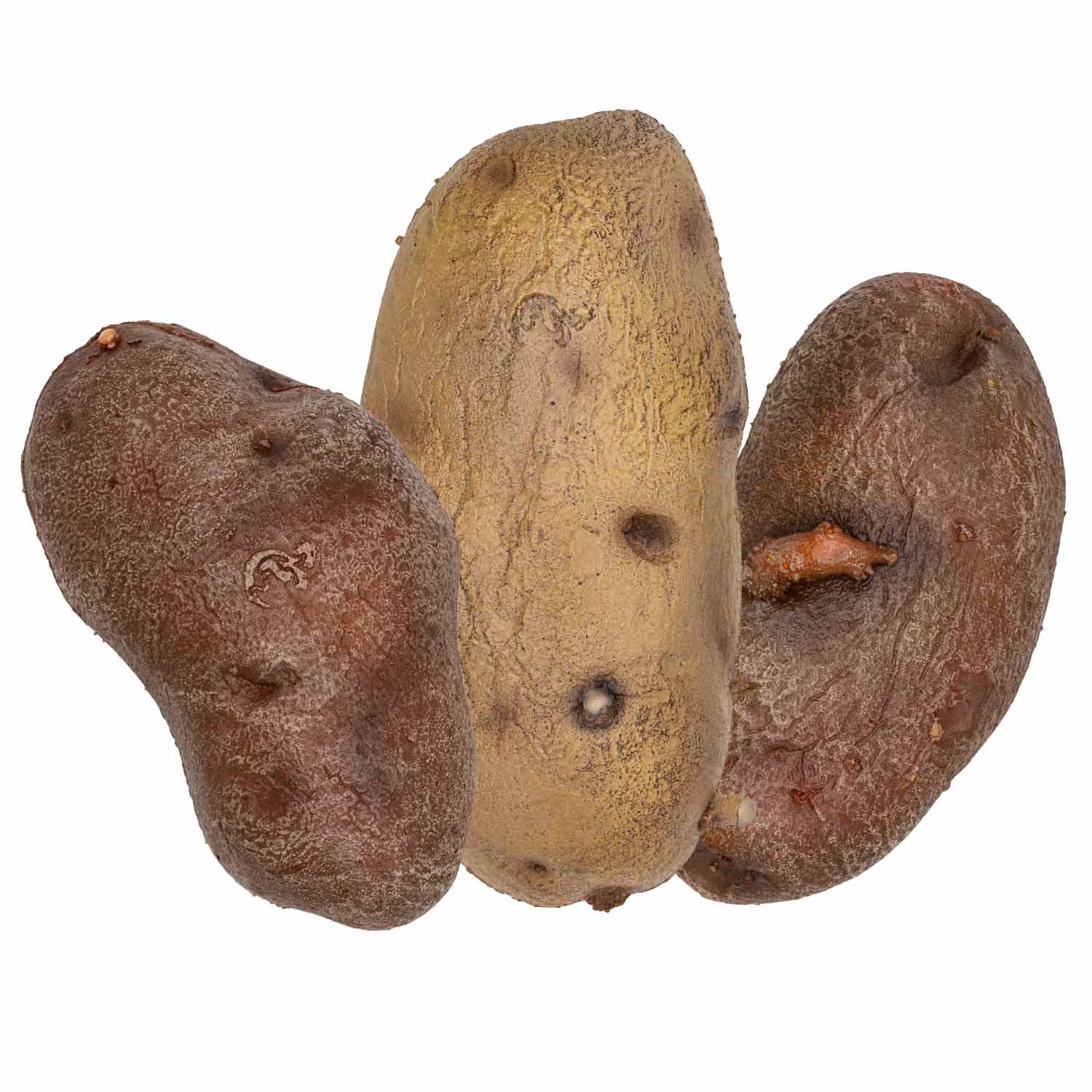 La Patate Pourrie – Calimacil